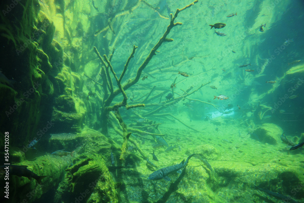 Alpenzoo Aquarium, Fish in big natural aquarium in Alpine Zoo (Alpenzoo ...