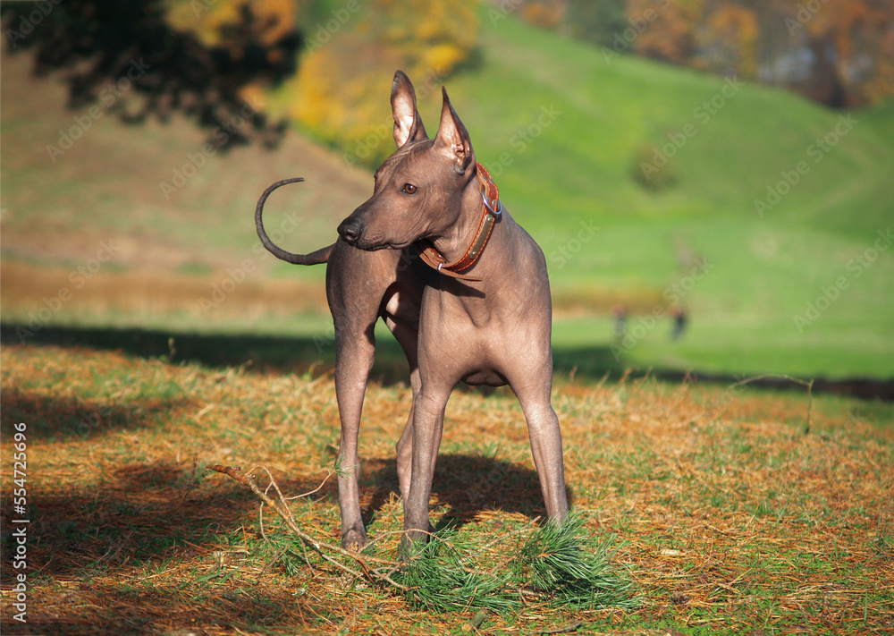 Mexican hairless, xoloitzcuintle. Beautiful adult dog outdoors. Rare ...