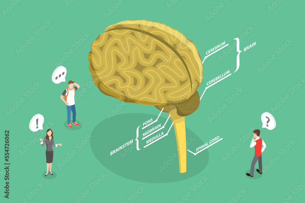 3D Isometric Flat Vector Conceptual Illustration of CNS, Central ...