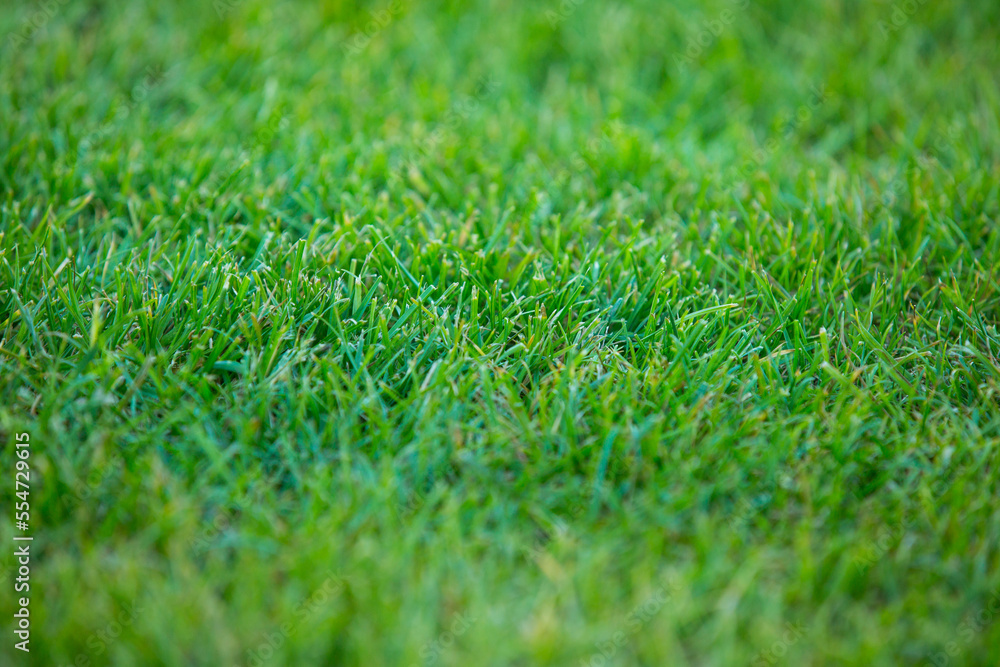 Green grass texture background. Green lawn. Backyard for background ...