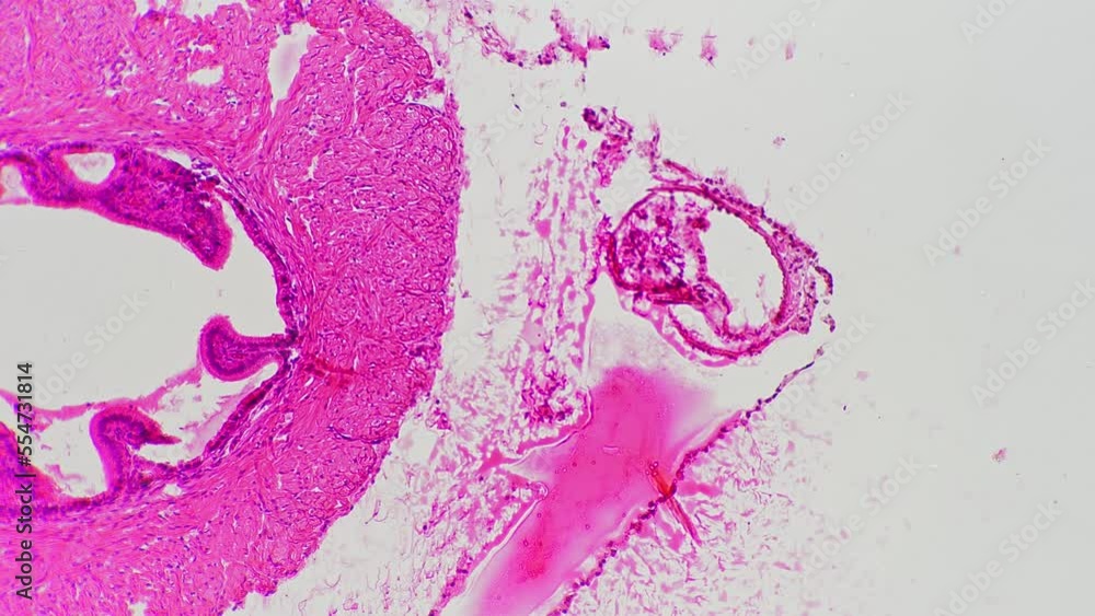 Tissues of human deferens in section filmed under microscope 100x ...