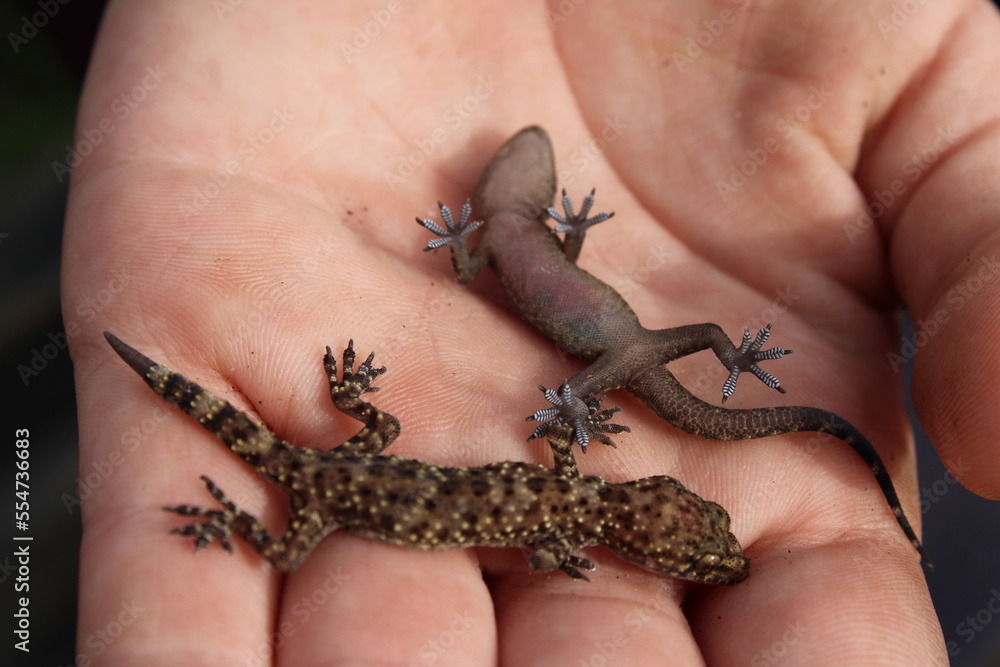Hibernating Mediterranean house geckos with spots Stock Photo | Adobe Stock