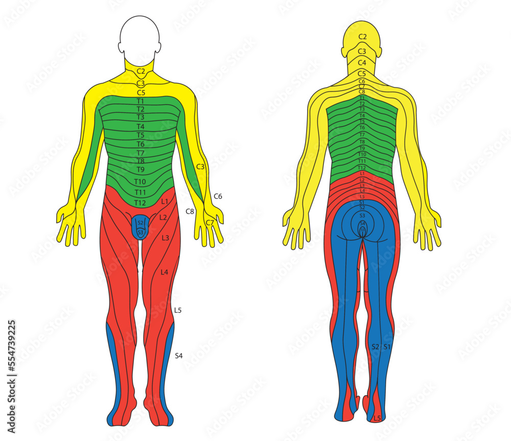 Dermatomes diagram. Correlation of the nerves and skin position ...
