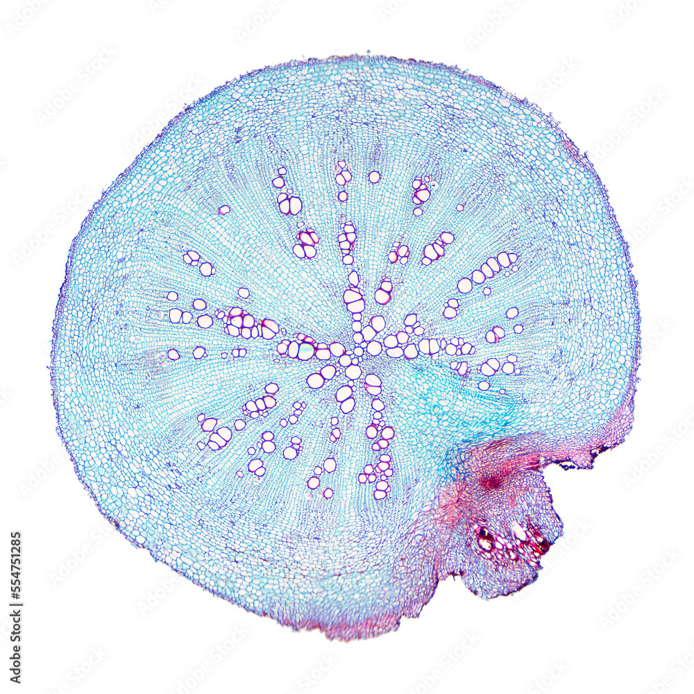 Radish root, cross section under the light microscope. Traverse section ...