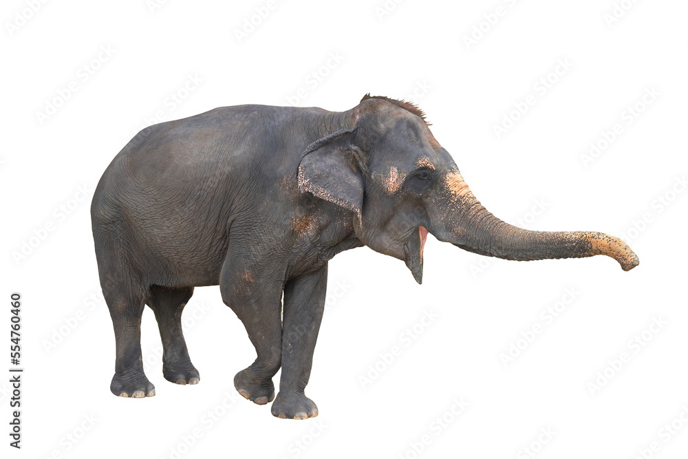 Elephant isolated on transparent background png file Stock Photo ...