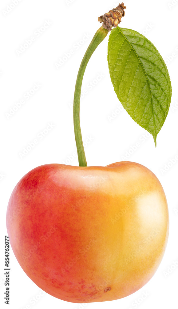 Golden Cherry with leaf isolated on white background, Fresh Red Rainer ...