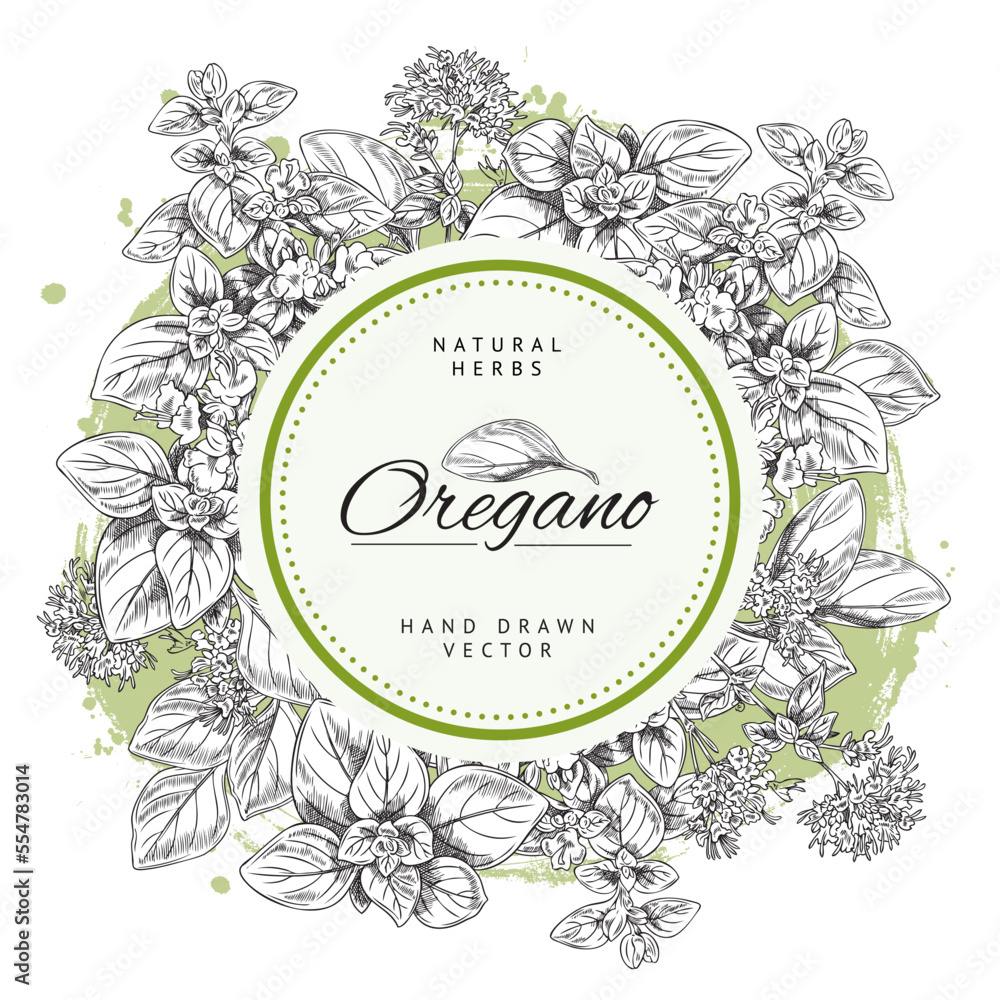 Oregano herb banner or label, hand drawn sketch vector illustration ...