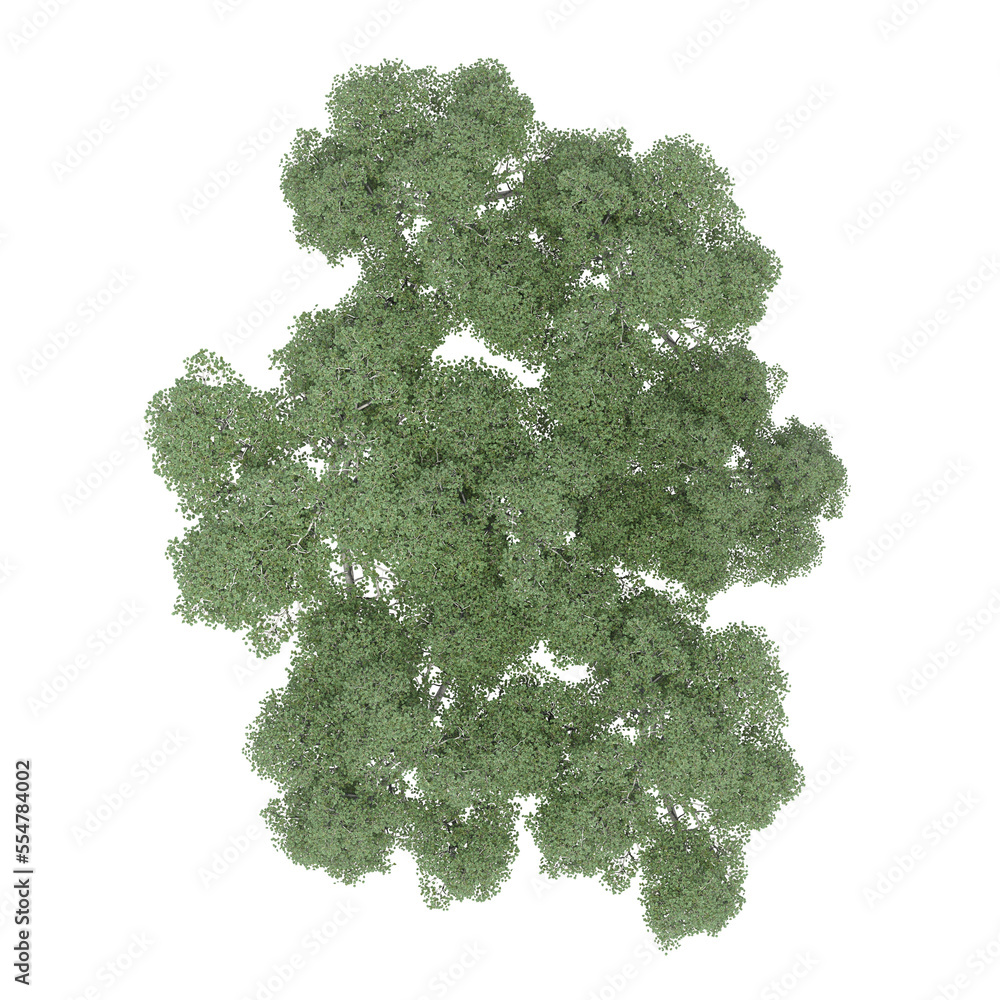 group of trees, top view, isolate on a transparent background, 3d ...