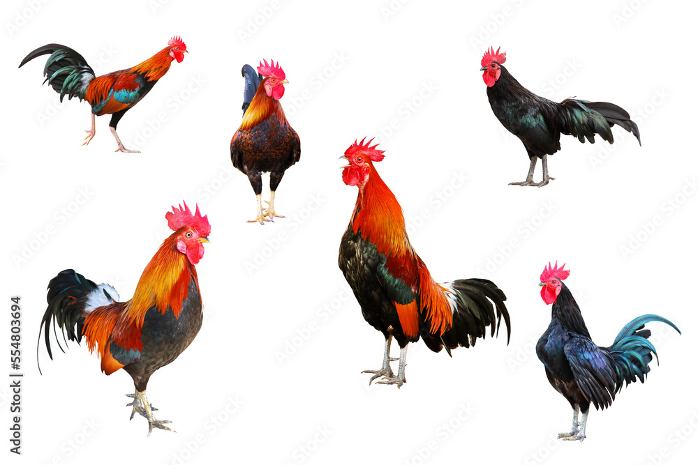 Rooster bantam crows isolate on transparent background png file Stock ...