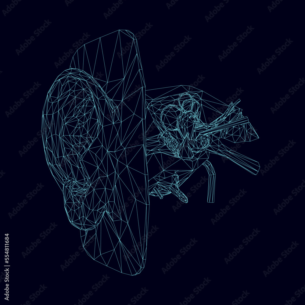 Wireframe of a human ear with the internal structure of the hearing ...