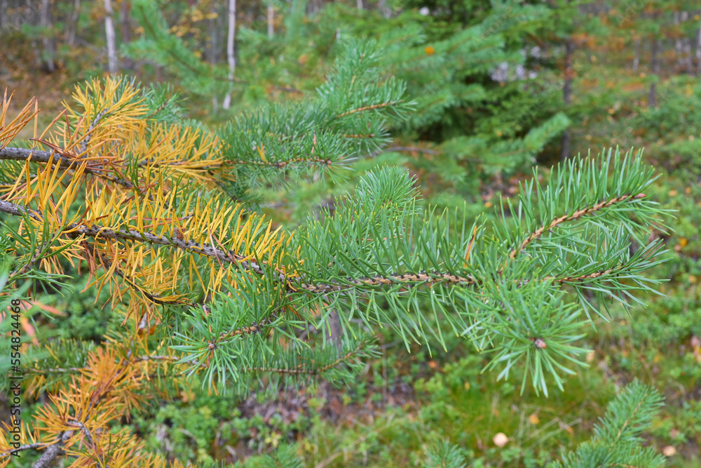 Sick yellow branches of a pine tree that grows in the forest Stock ...