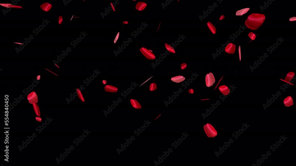 Rose Petal Falling Loop Animation Video on Alpha Background Stock Video ...