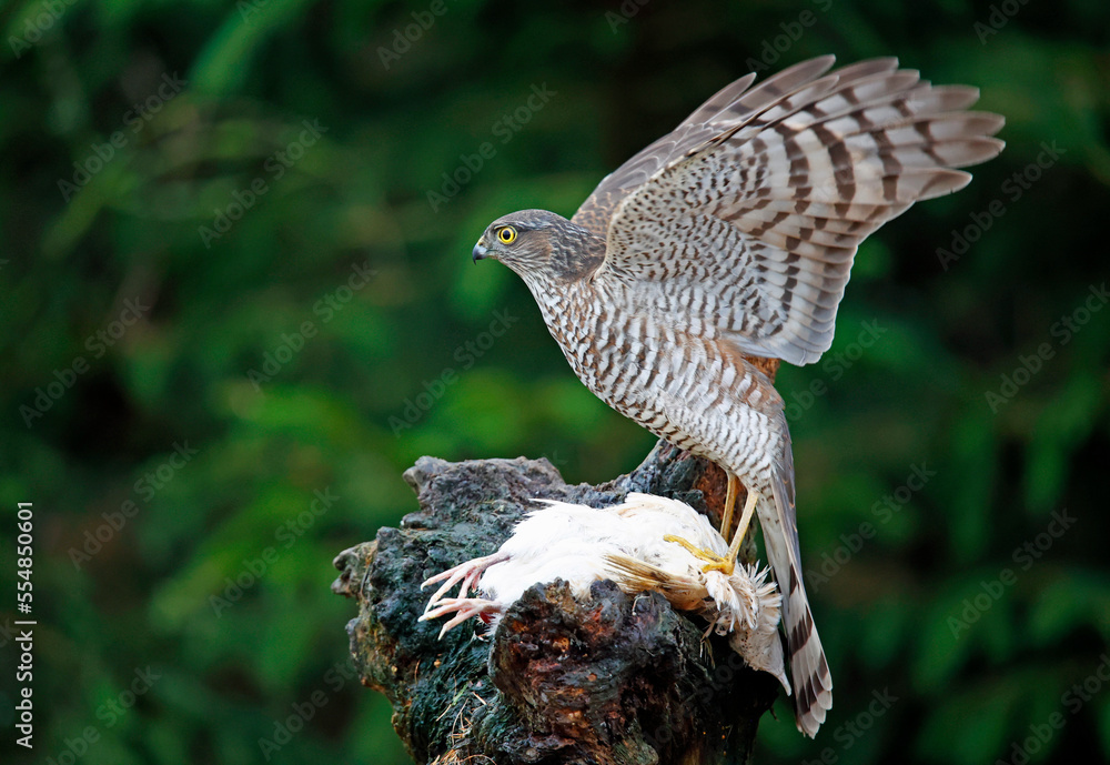 Female sparrowhawk with kill at a woodland site Stock Photo | Adobe Stock