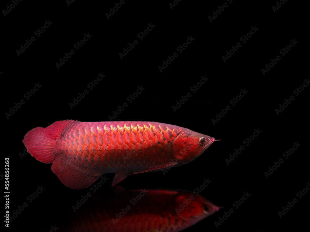 Super red Arowana exotic fish swimming with reflection on a black ...