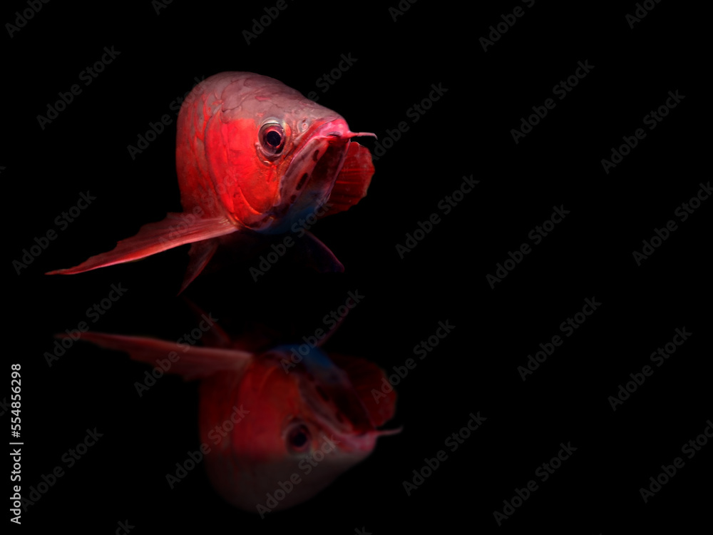 Super red Arowana exotic fish swimming with reflection on a black ...