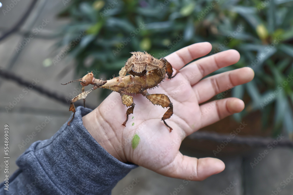 stick insect on child hand.Australian spiney leaf insect brown color on ...