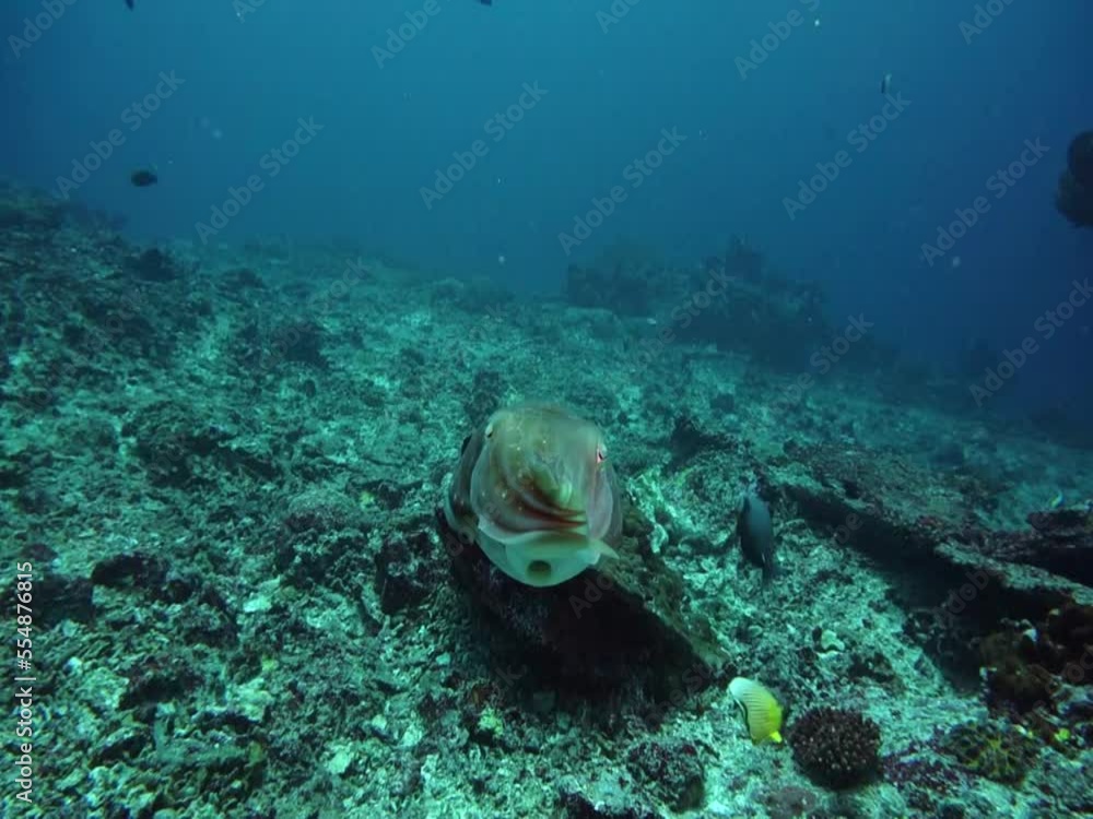 Cuttlefish during hunting. Cephalopods are marine animals. Stock Video ...