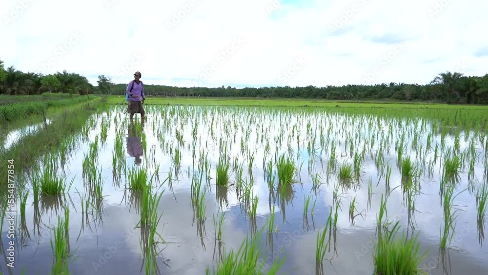 an adult Asian man demonstrating spraying techniques in a paddy field ...