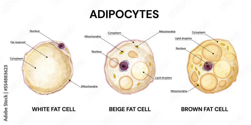 Adipocytes. Types of lipocytes. Fat cells. White fat cell. Brown fat ... Adipocytes. Types of lipocytes. Fat cells. White fat cell. Brown fat ...