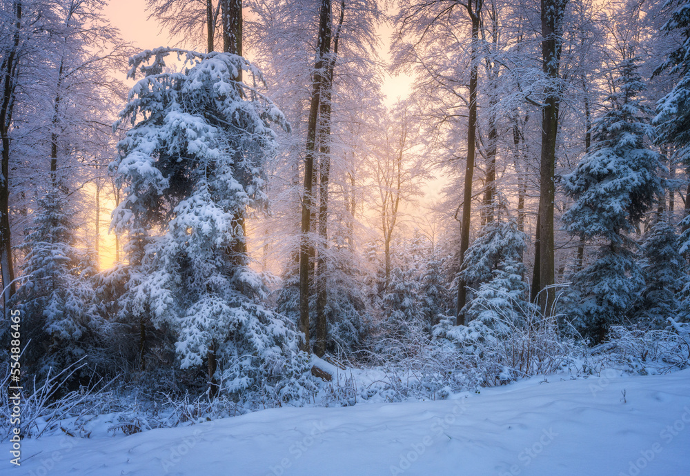 Beautiful Snowy Forest