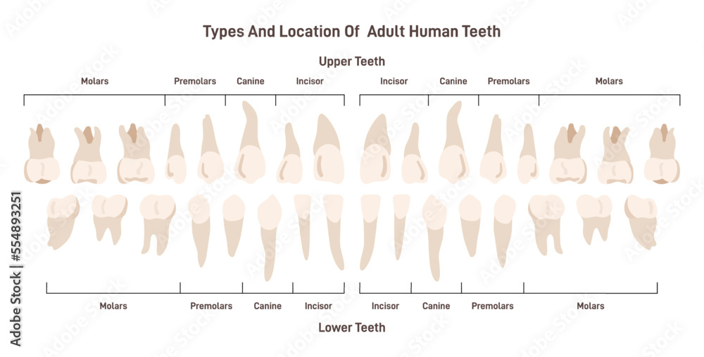 Types of adult human teeth set. Human dental system Stock Vector ...