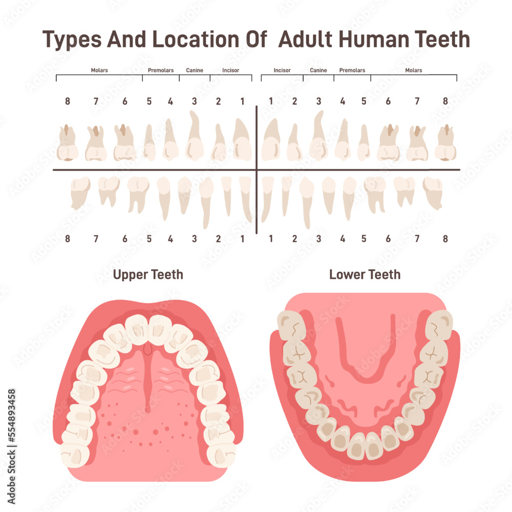 Poster Types and location of adult human teeth – Wall Art | UkPosters