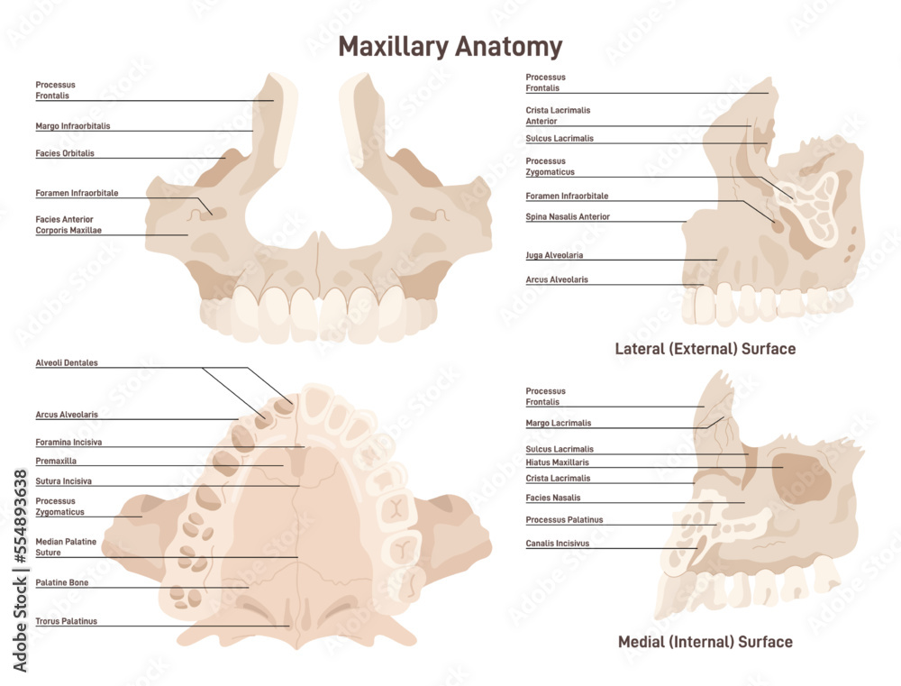 Maxillary Anatomy Upper Jaw Bone Skeletal Structure With Educational Stock Vector Adobe Stock