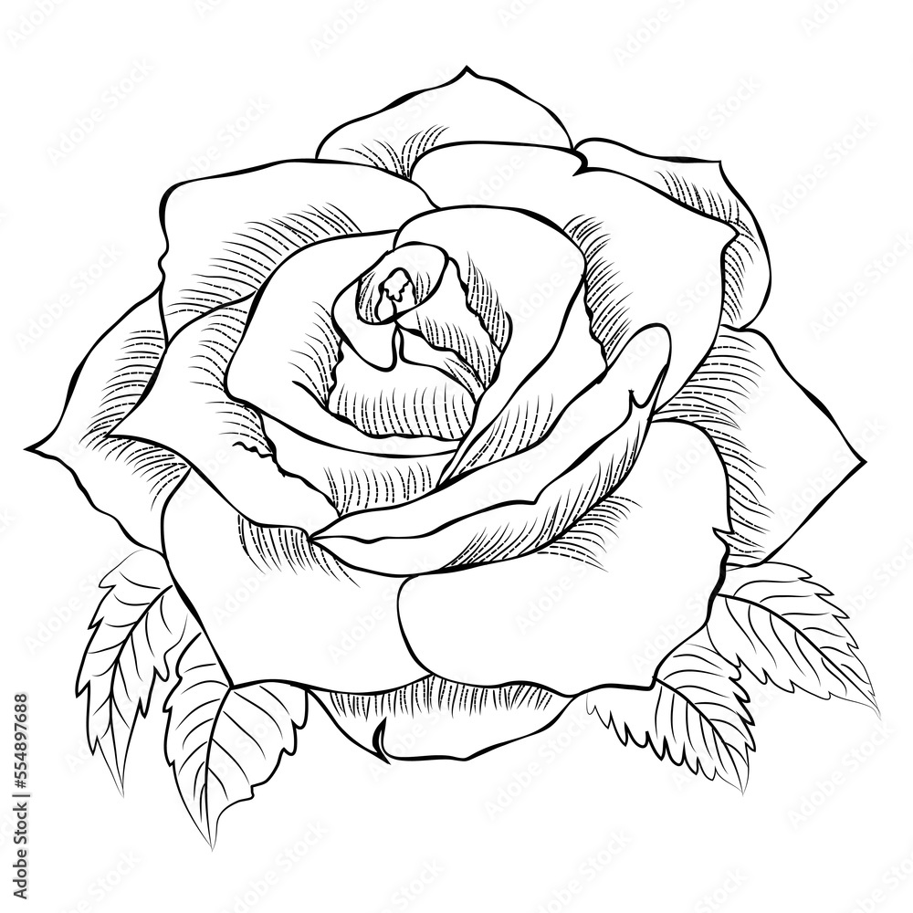 Hand-drawn Rose line art drawing Images illustration collection Stock ...