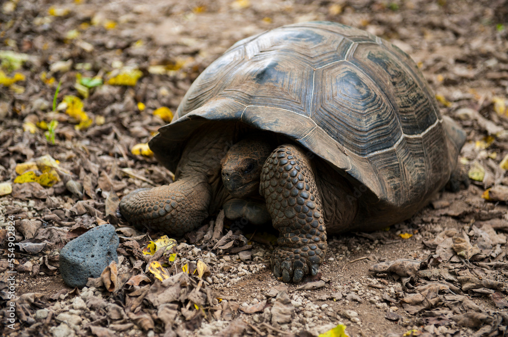 Portrait of a Galapagos tortoise (Chelonoidis nigra) on Urbina Bay in ...