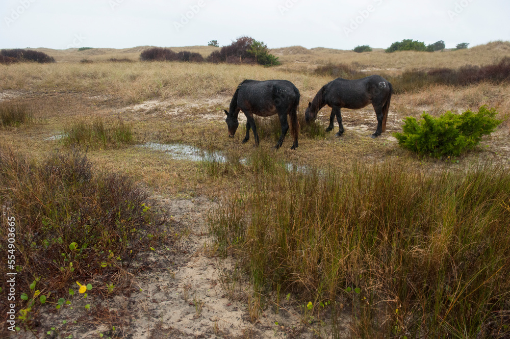Rare wild Banker horses (Equus ferus caballus) on Shackleford Banks ...