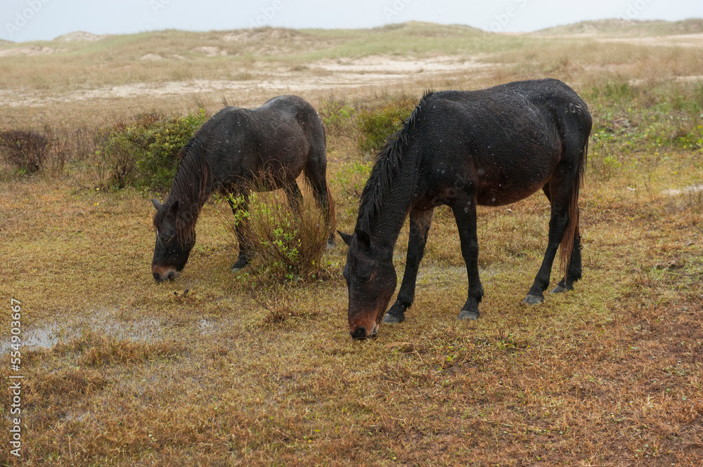 Rare wild Banker horses (Equus ferus caballus) on Shackleford Banks ...