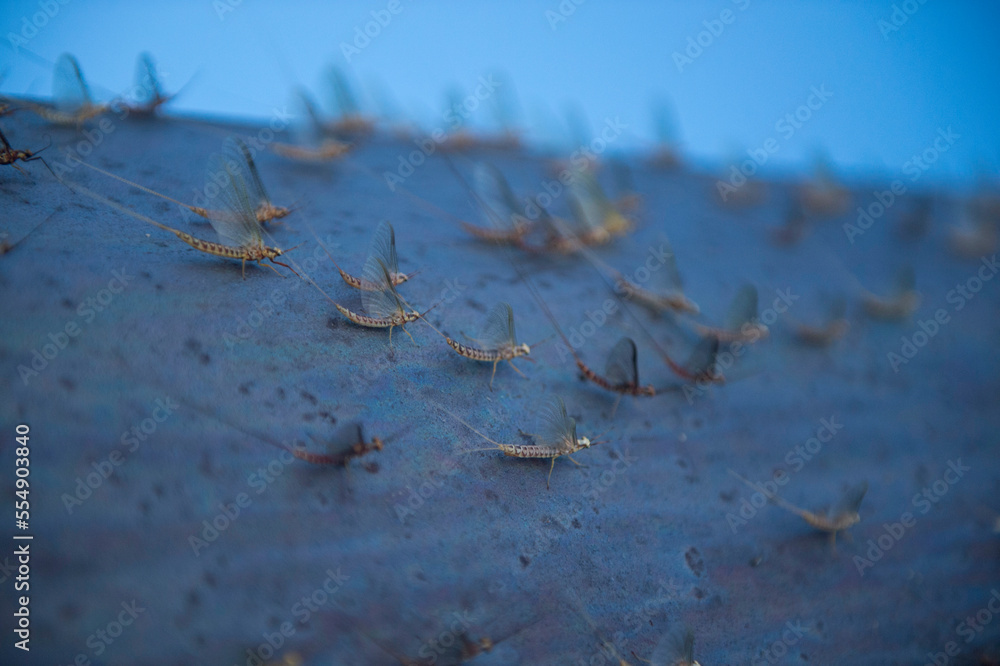 Mayflies swarm the beach at Leech Lake, Minnesota, USA; Walker ...