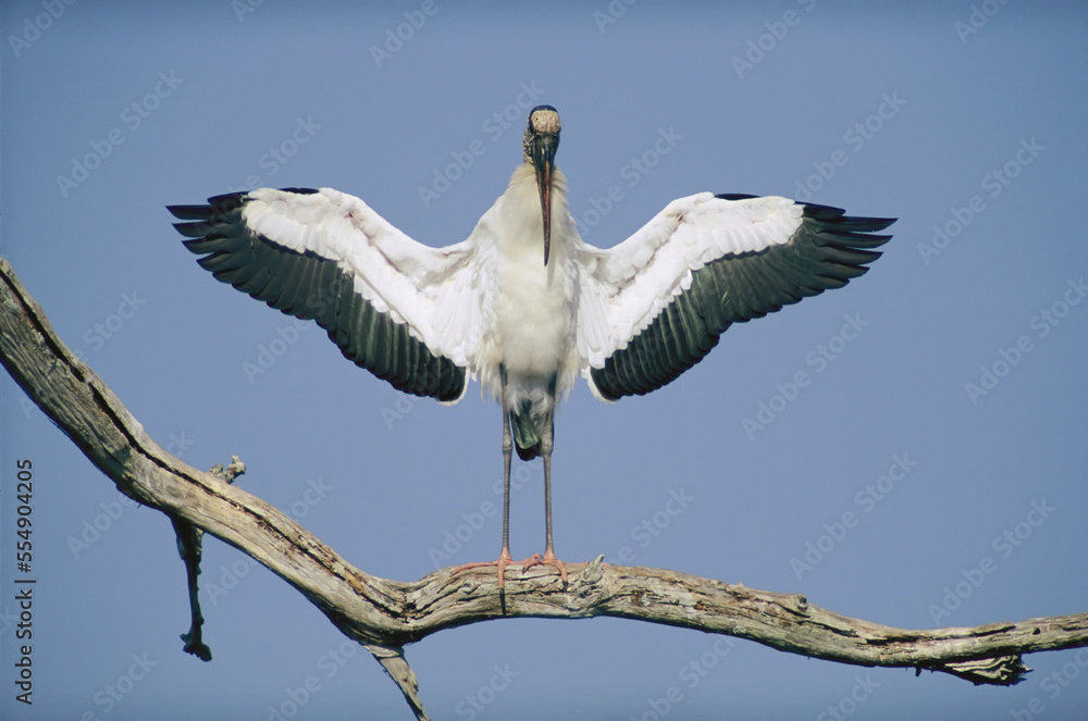 Wood stork (Mycteria americana) perches on dead wood and spreads its ...