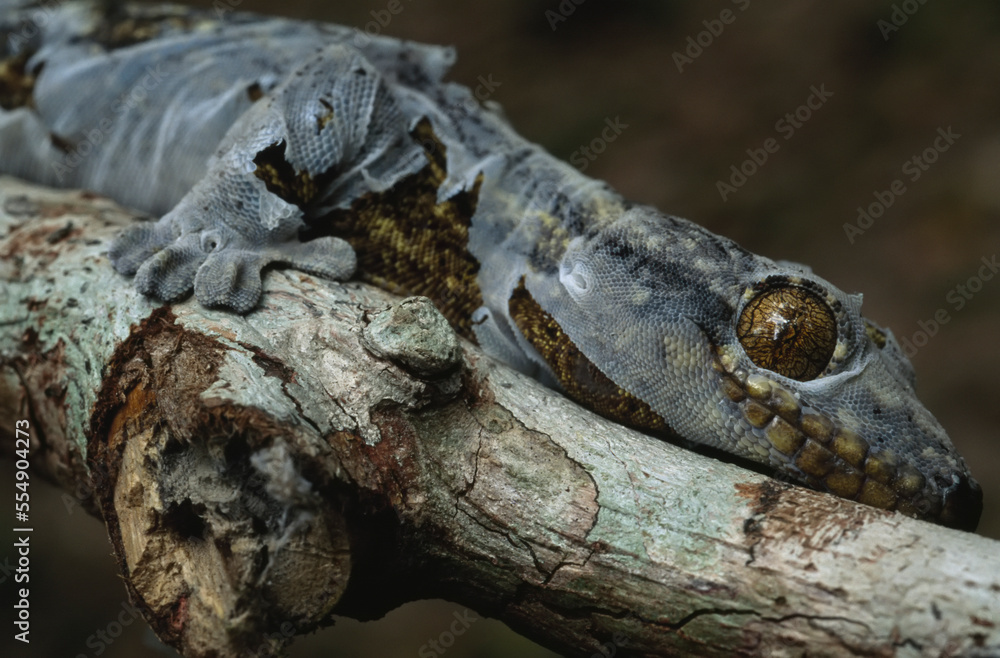 A gecko sheds its skin and matches the bark in its environment. Geckos ...