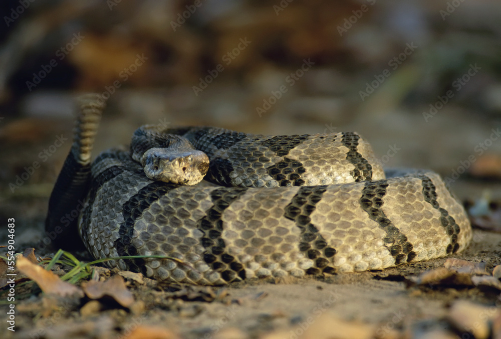 Timber rattler (Crotalus horridus horridus) in defensive pose shakes ...