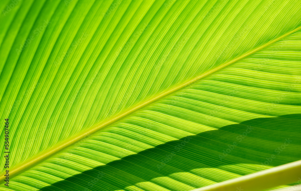 Green foliage background texture of pinnately parallel venation stripes ...
