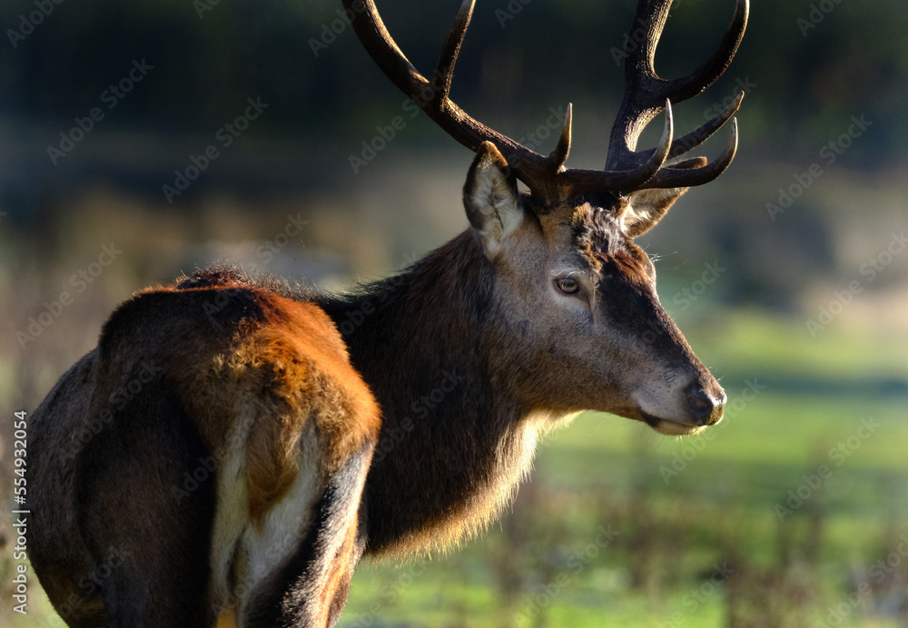 The red deer is one of the largest deer species. A male red deer is ...