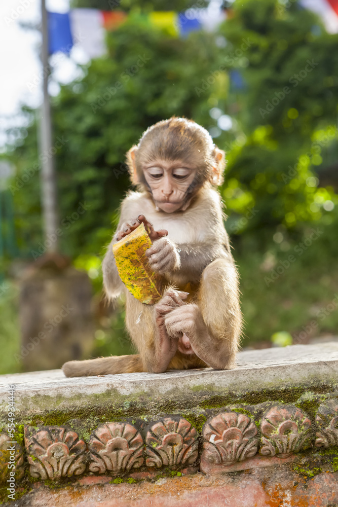Baby macaque monkey sitting on ledge at the Swayambhunath Stupa ...
