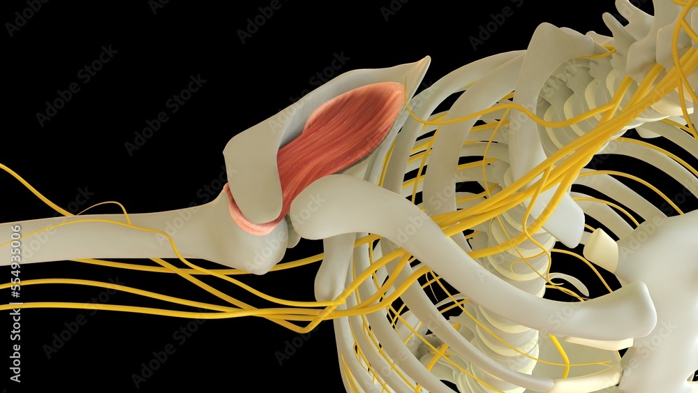 Supraspinatus Muscle anatomy for medical concept 3D rendering Stock ...