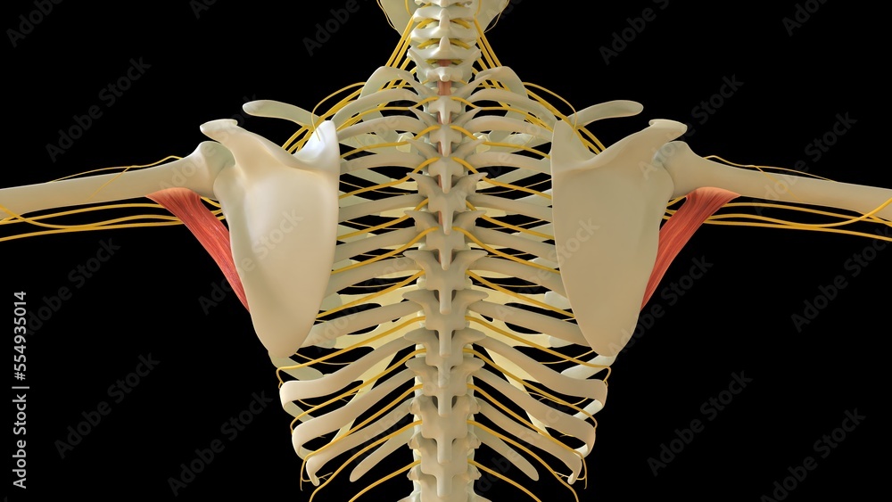 The Teres Major Muscle Teres Major Muscle: Anatomy, Function, Clinical