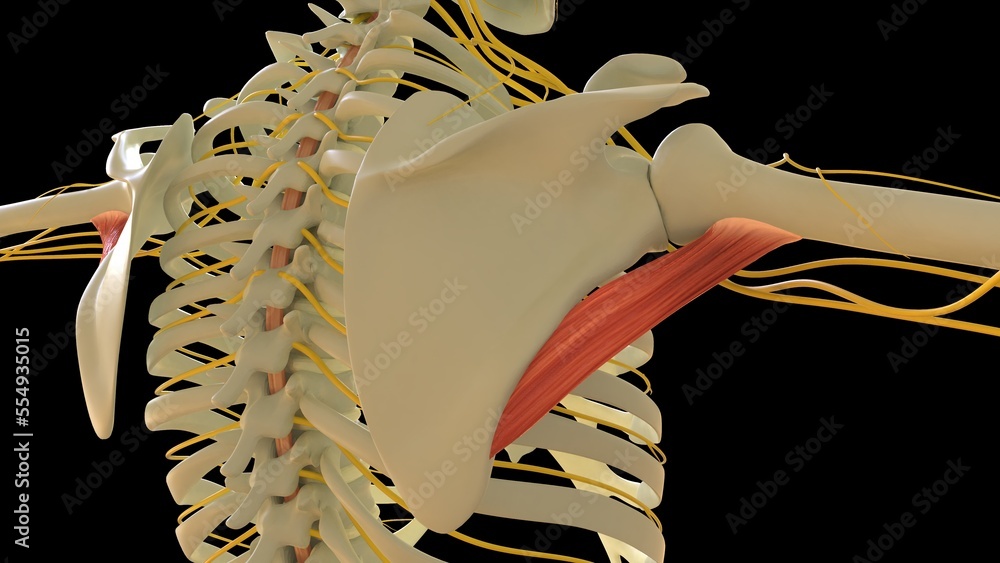 Teres Major Muscle Anatomy For Medical Concept 3d Rendering Stock