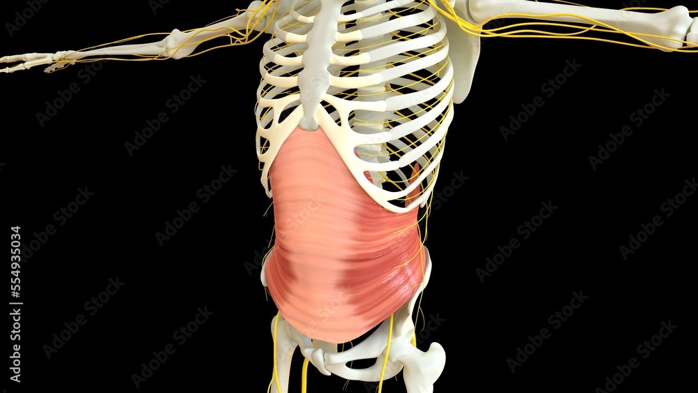 Transversus Abdominis Muscle anatomy for medical concept 3D rendering ...