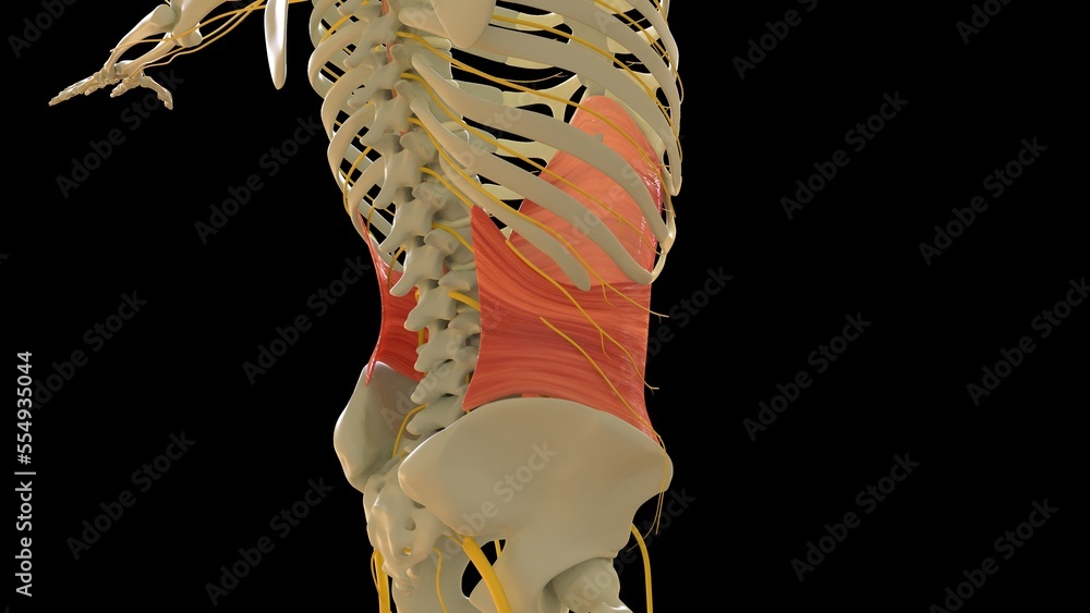Transversus Abdominis Muscle anatomy for medical concept 3D rendering ...