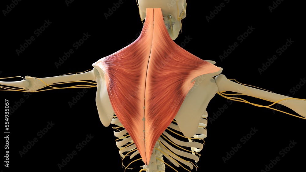 Trapezius Muscle anatomy for medical concept 3D rendering Stock ...