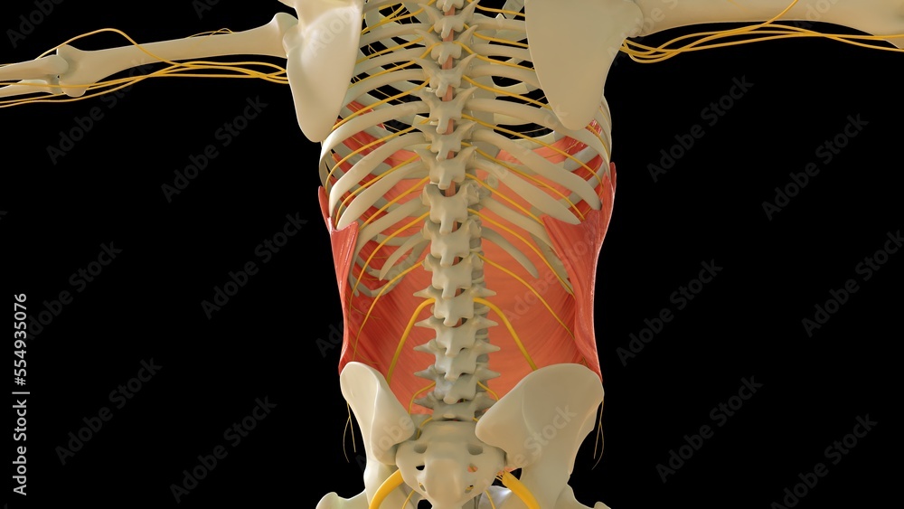 Abdominal External Oblique Muscle anatomy for medical concept 3D ...