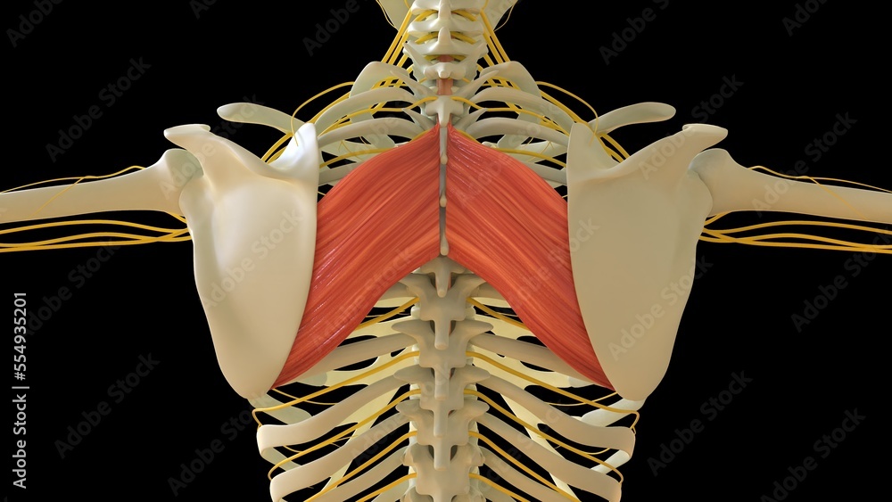 Photo & Art Print Rhomboid Major Muscle anatomy for medical concept 3D ...