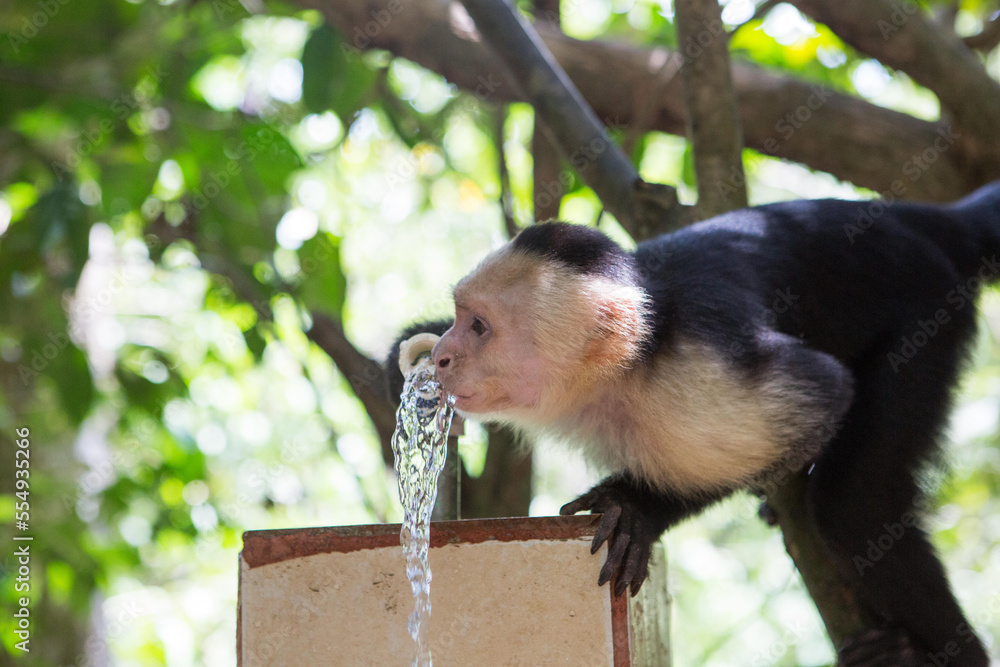 In Manuel Antonio National Park, a white-faced capuchin monkey drinks ...