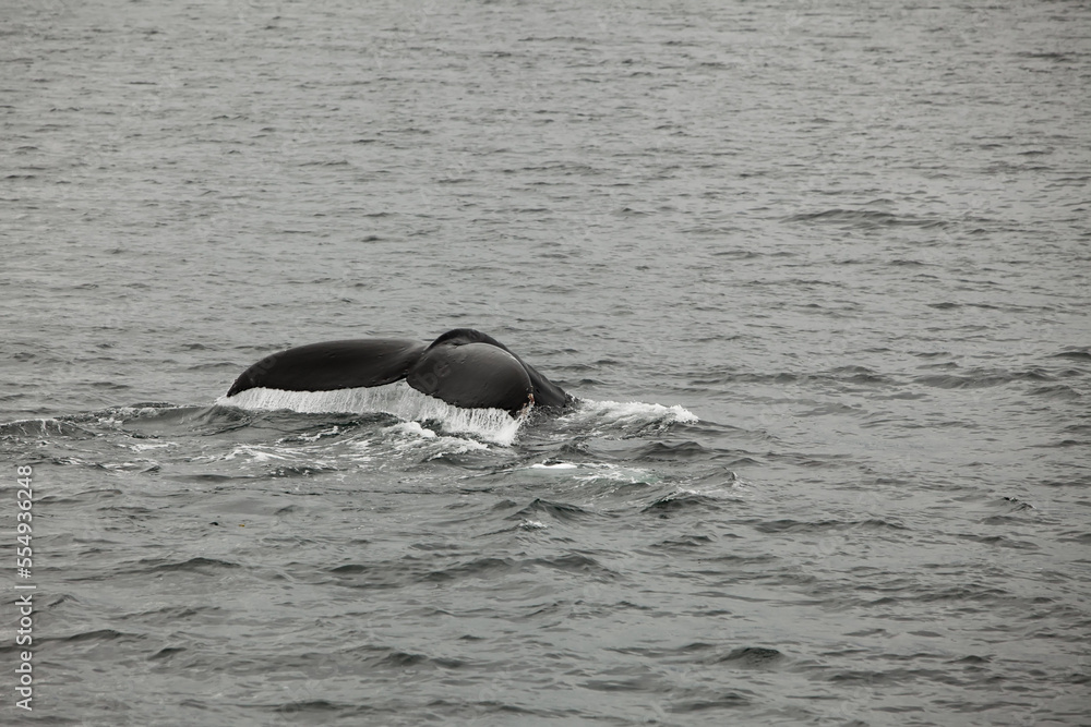 The tail fin of a humpback whale, Megaptera Novaeangliae, breaches the ...