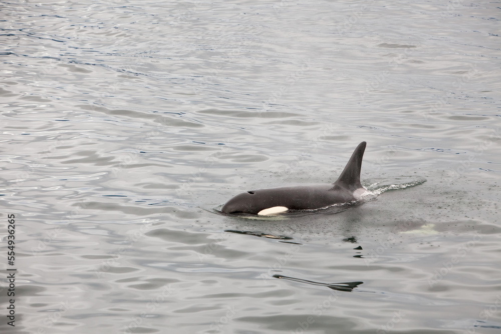 An orca whale and its dorsal fin breach the water.; Inside Passage ...