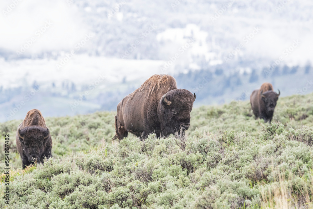 Herd of American bison (Bison bison) grazing on the sagebrush ...